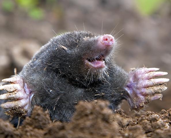 Moles, Voles, and Gophers – Our Water Our World