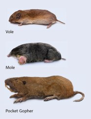 Moles Voles And Gophers Our Water Our World Moles Voles And Gophers Our Water Our World