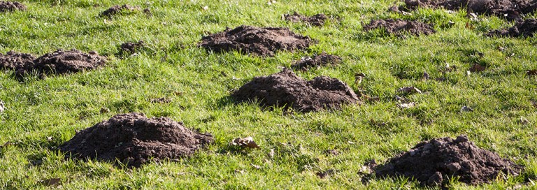 Moles, Voles, and Gophers – Our Water Our World