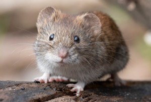 Moles, Voles, and Gophers – Our Water Our World