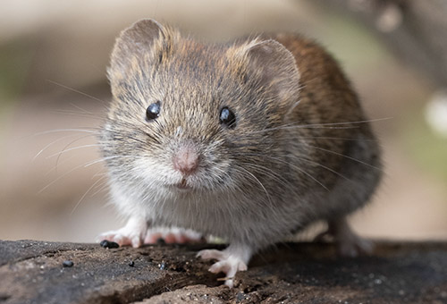 Moles, Voles, and Gophers – Our Water Our World